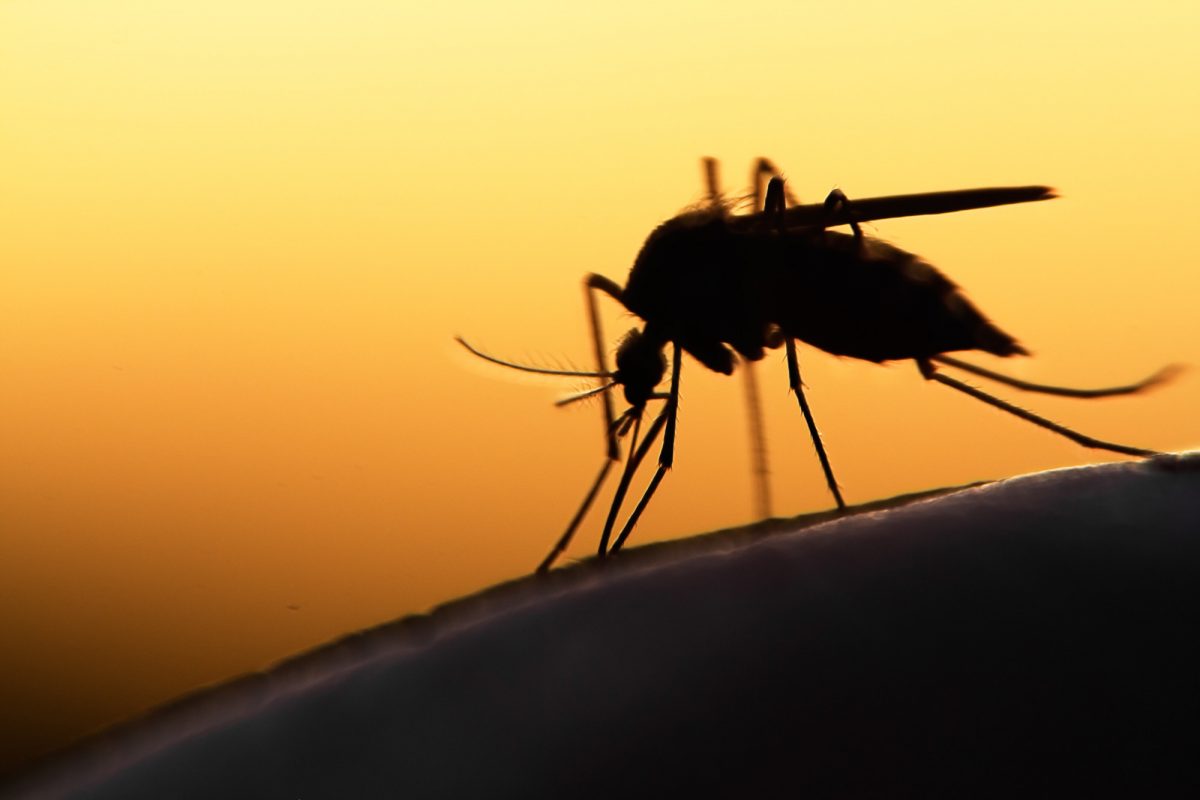 Looking for Mosquito Control in Columbia, SC? Read This