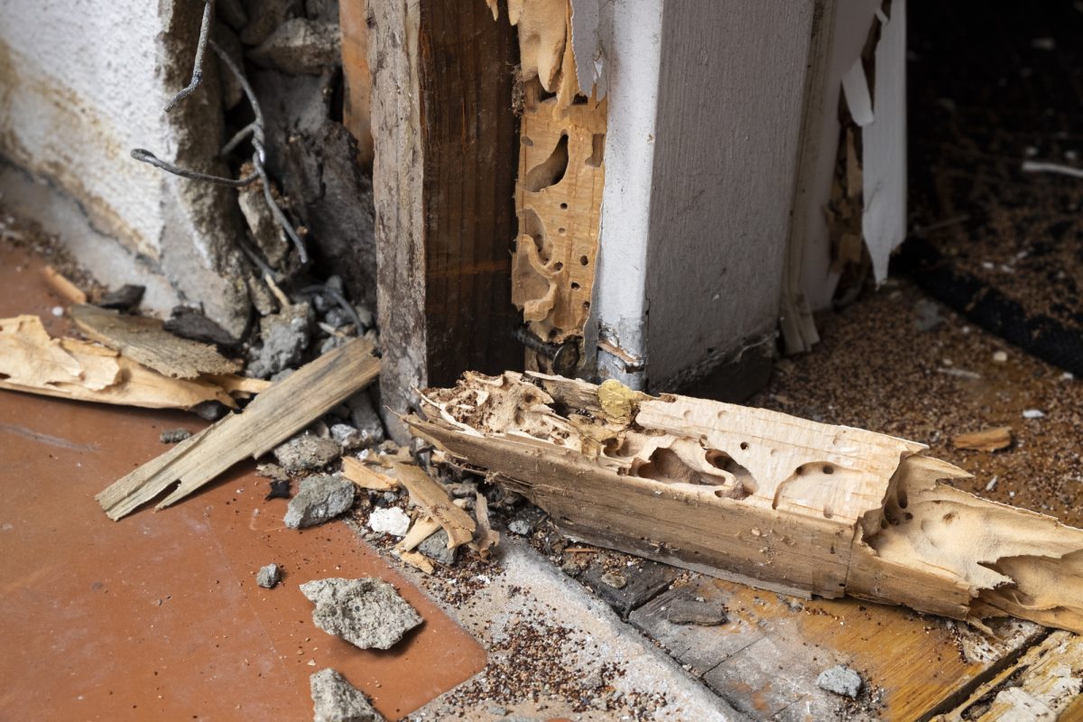 Signs of Termites: 9 Clues That You Have Termites in Your Home